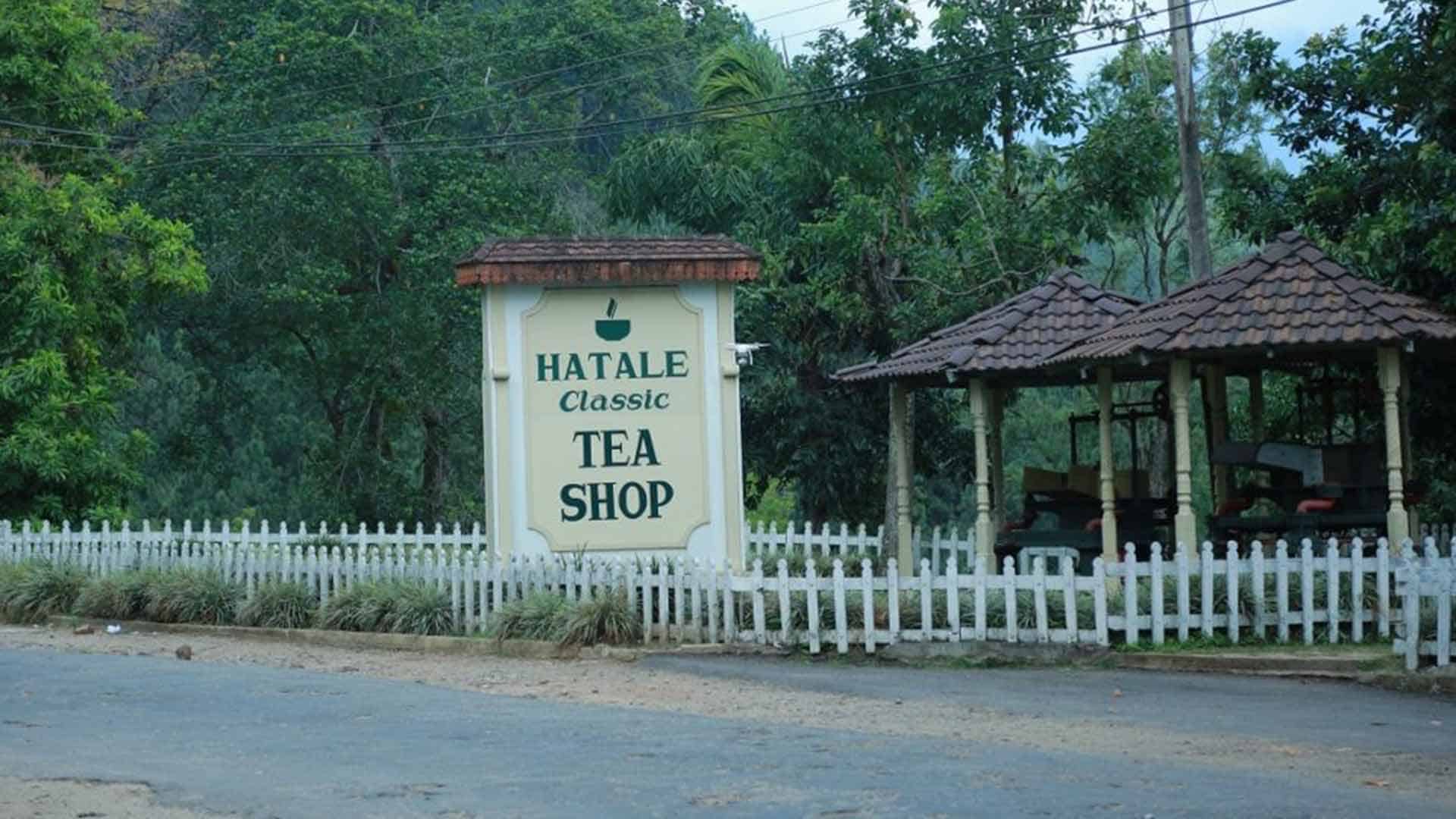 Visit To Hatale Tea Factory | Kandy Things To Do Near Santani